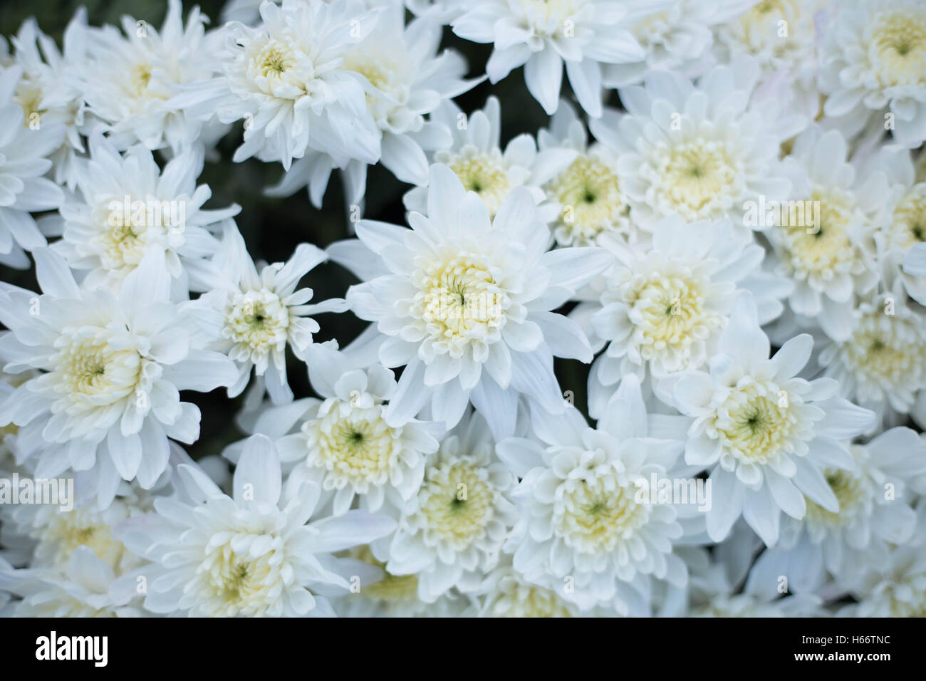 Pattern flower wall texture for background Stock Photo - Alamy