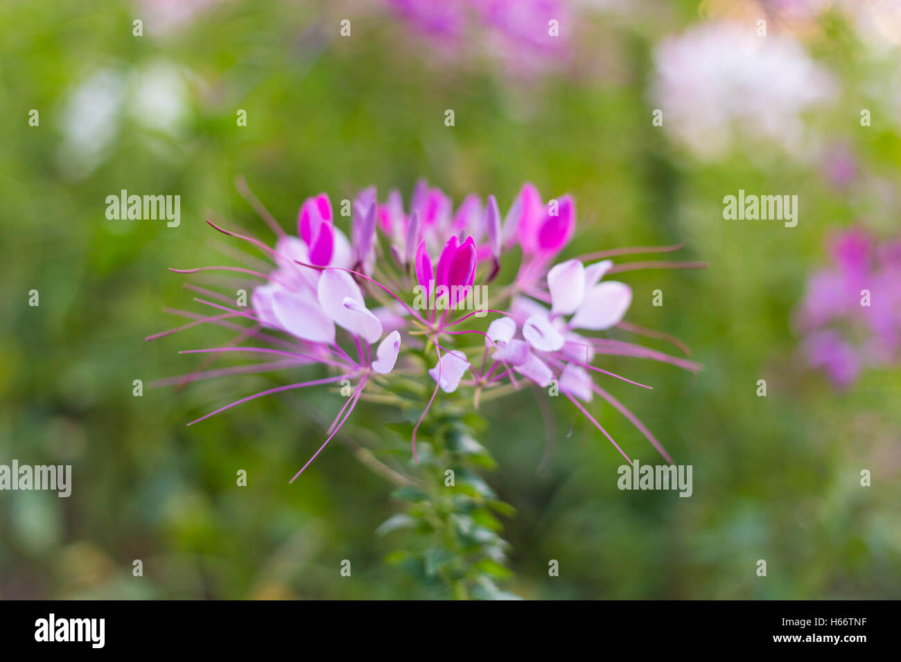Pattern flower wall texture for background Stock Photo - Alamy