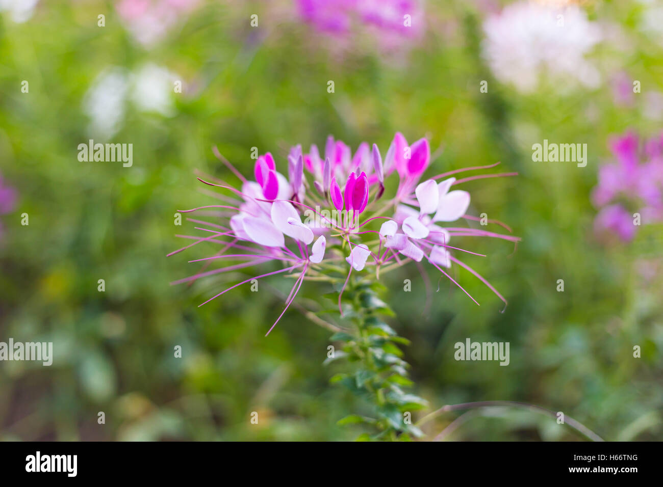 Pattern flower wall texture for background Stock Photo - Alamy