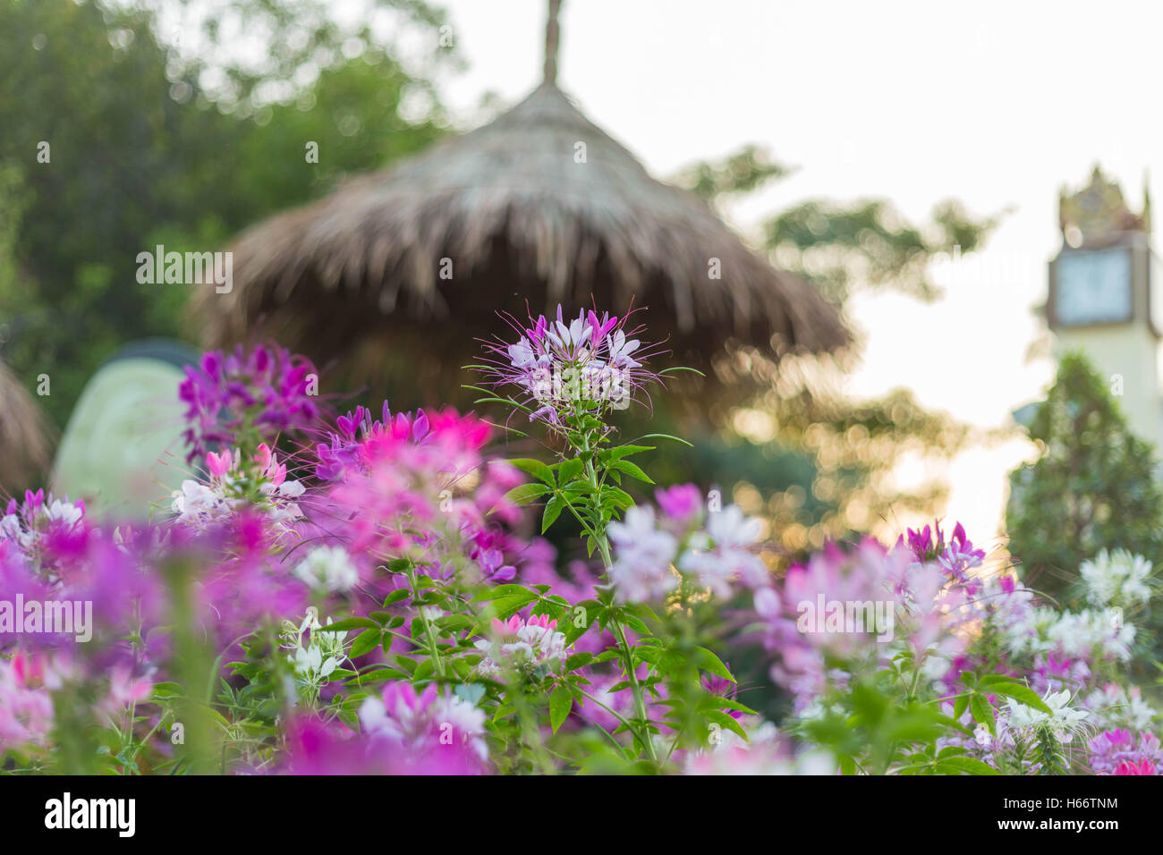 Pattern flower wall texture for background Stock Photo - Alamy