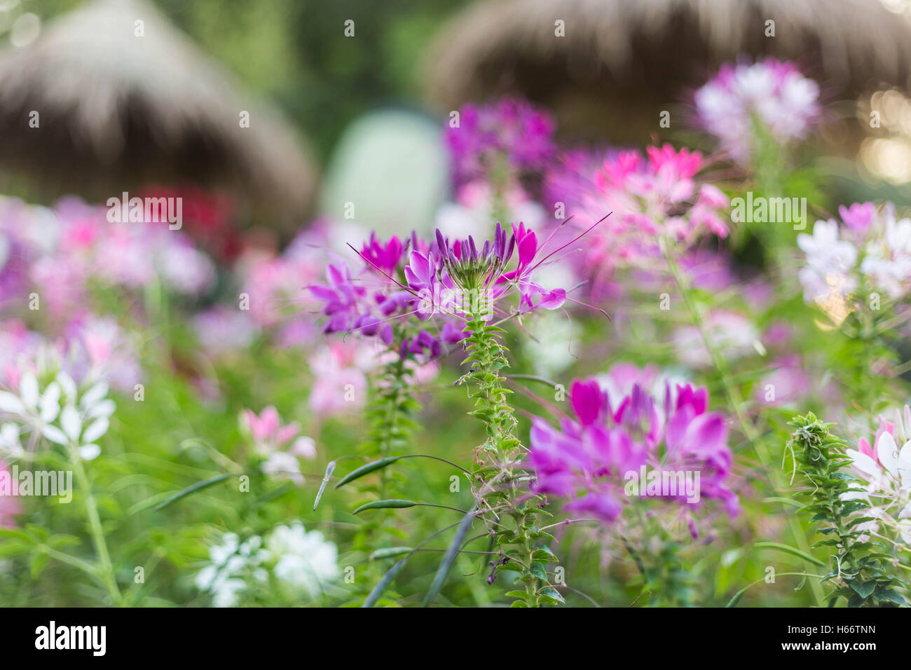 Pattern flower wall texture for background Stock Photo - Alamy