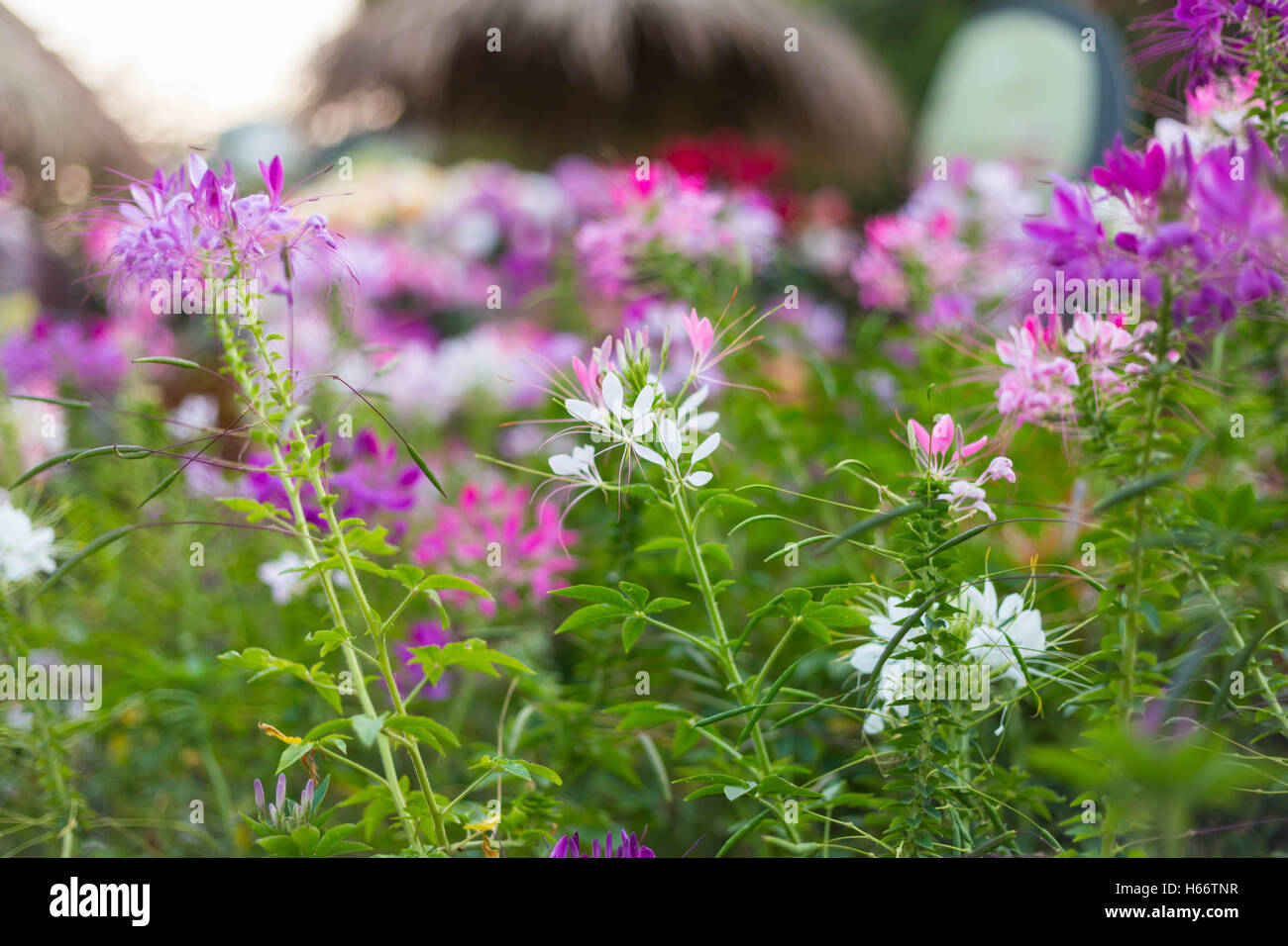 Pattern flower wall texture for background Stock Photo - Alamy