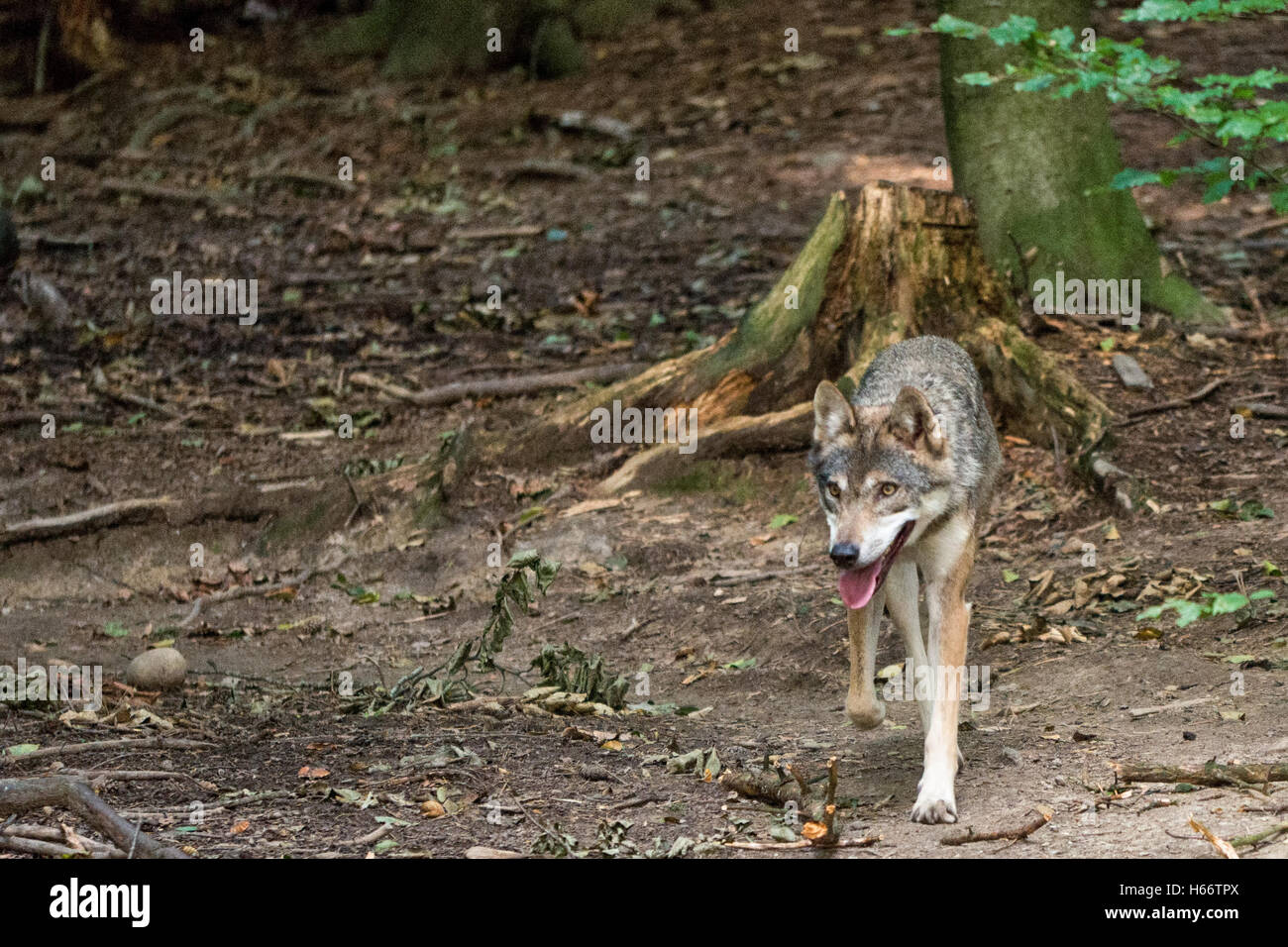 A wolf running along a path in the forest Stock Photo - Alamy