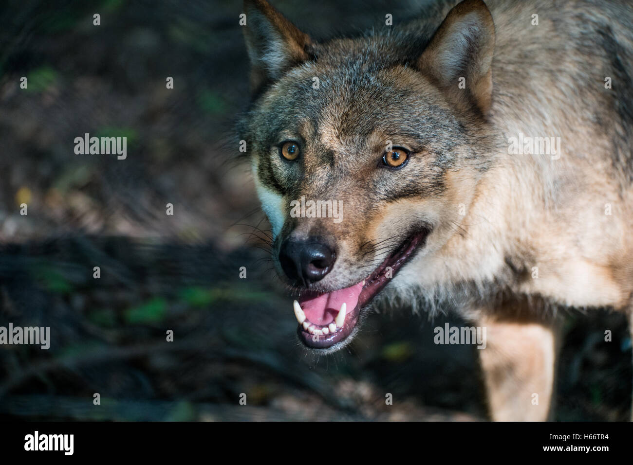 Wolf open mouth hi-res stock photography and images - Alamy