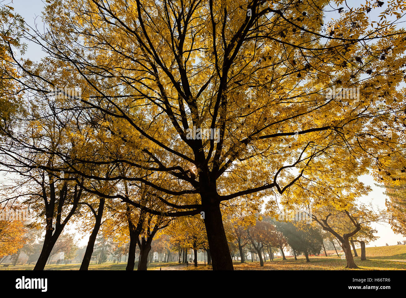 trees in early autumn taken from the "frog perspective", note shallow ...