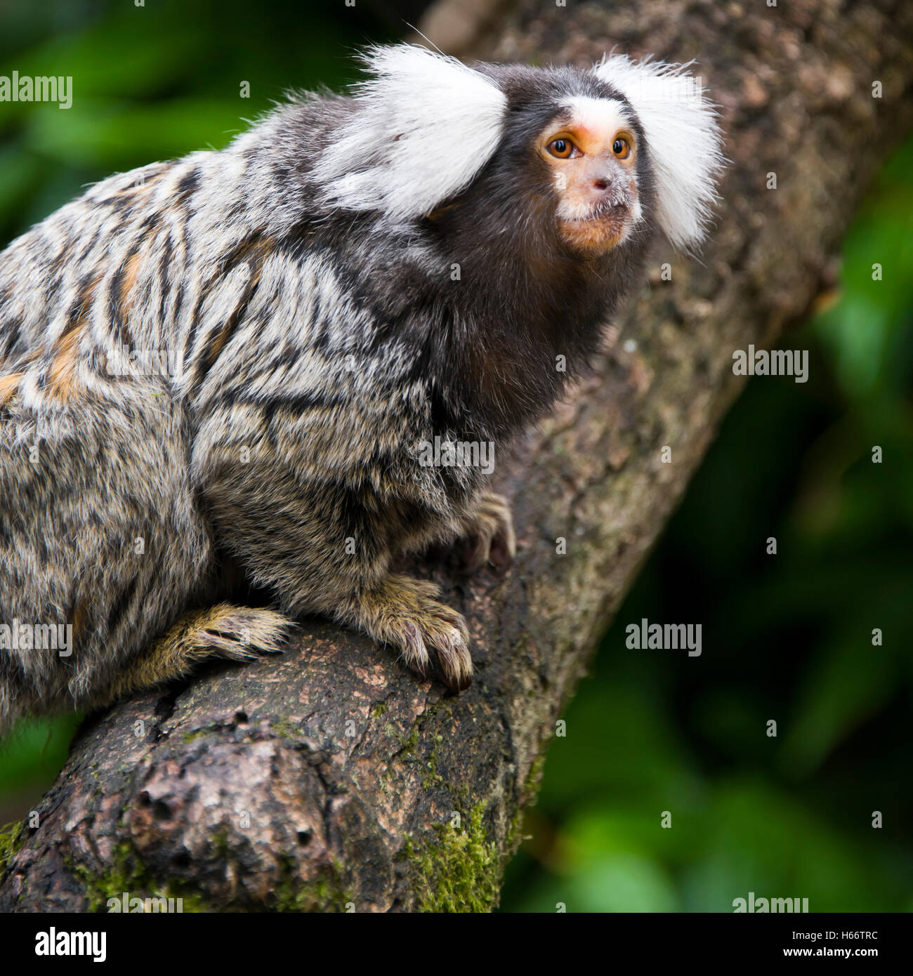 Square close up of a common marmoset Stock Photo - Alamy