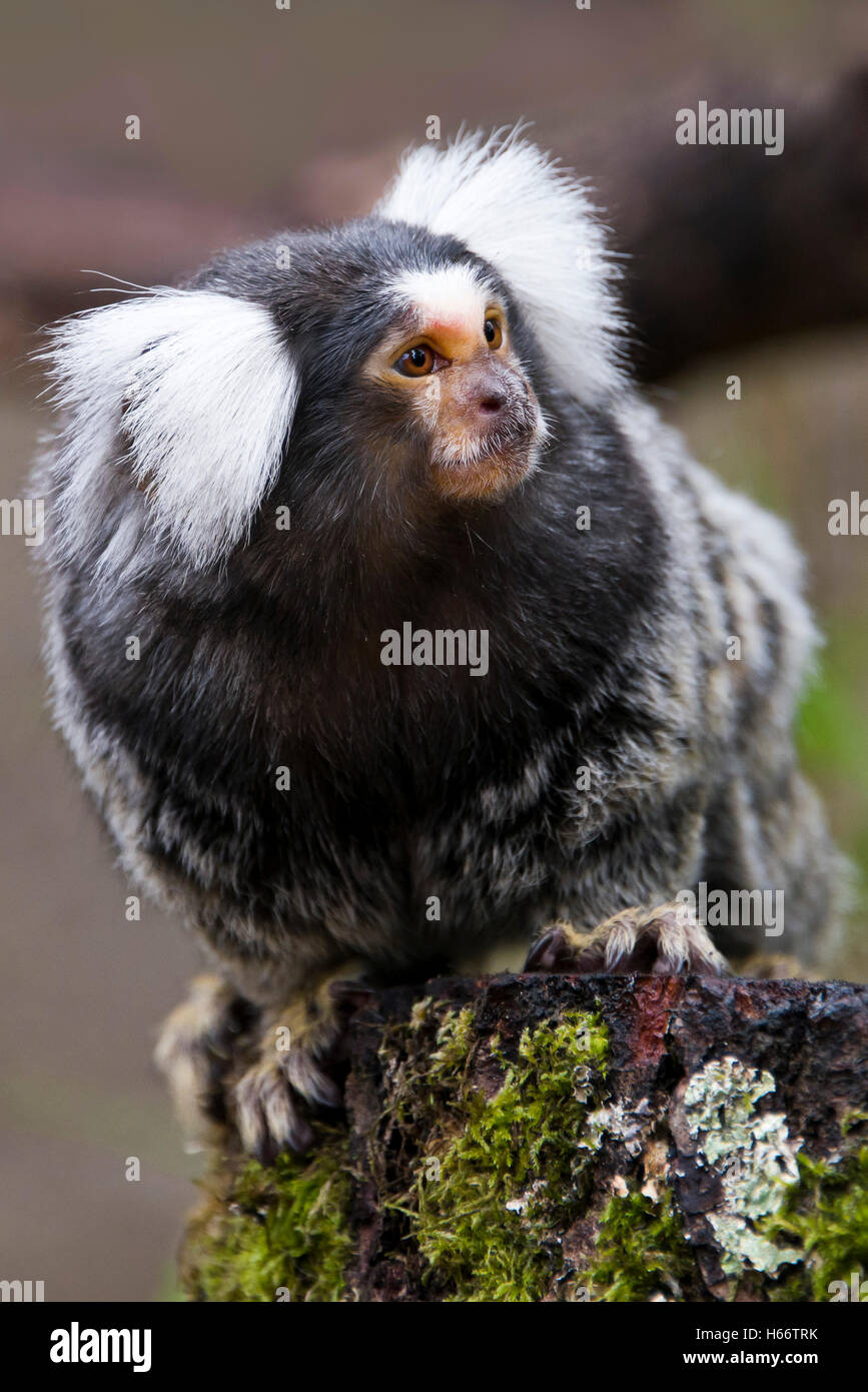Female marmoset hi-res stock photography and images - Alamy