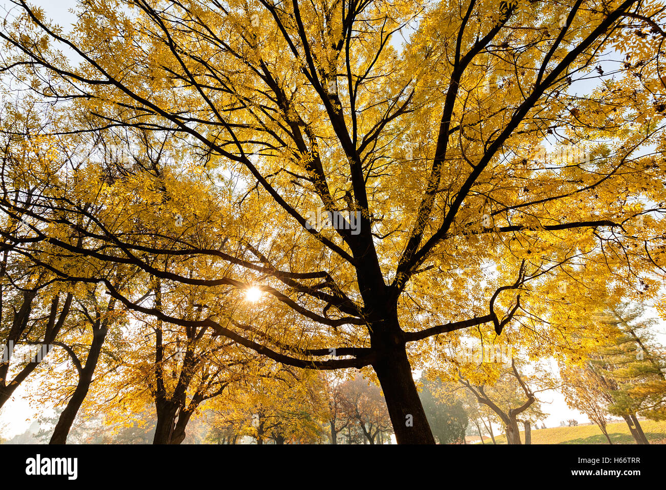 trees in early autumn taken from the "frog perspective", note shallow ...