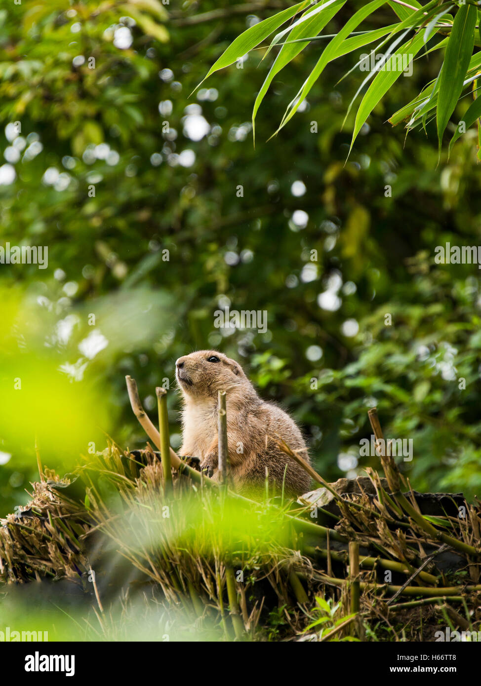 Female prairie dog hi-res stock photography and images - Alamy