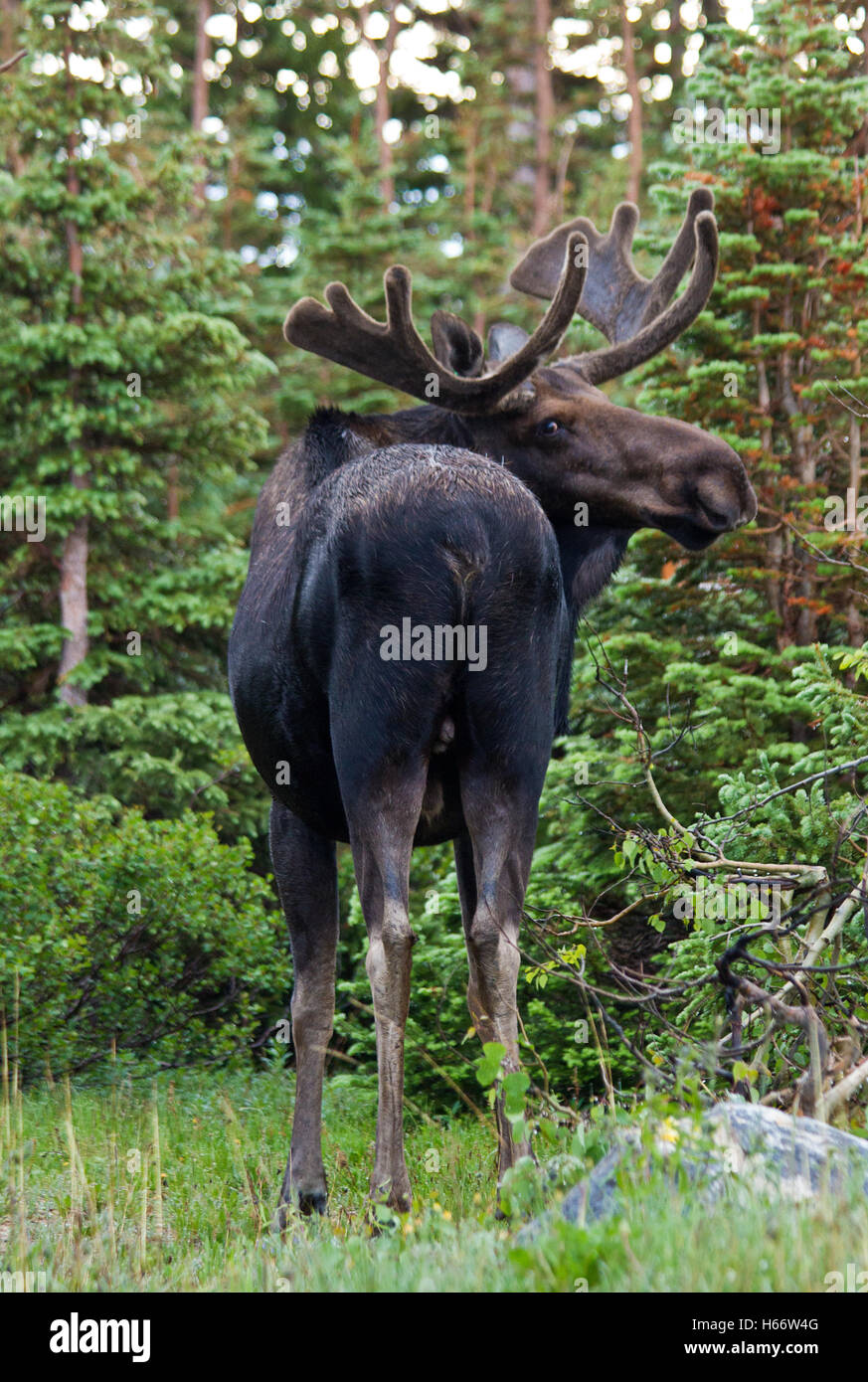 Close up bull moose antlers hi-res stock photography and images - Alamy