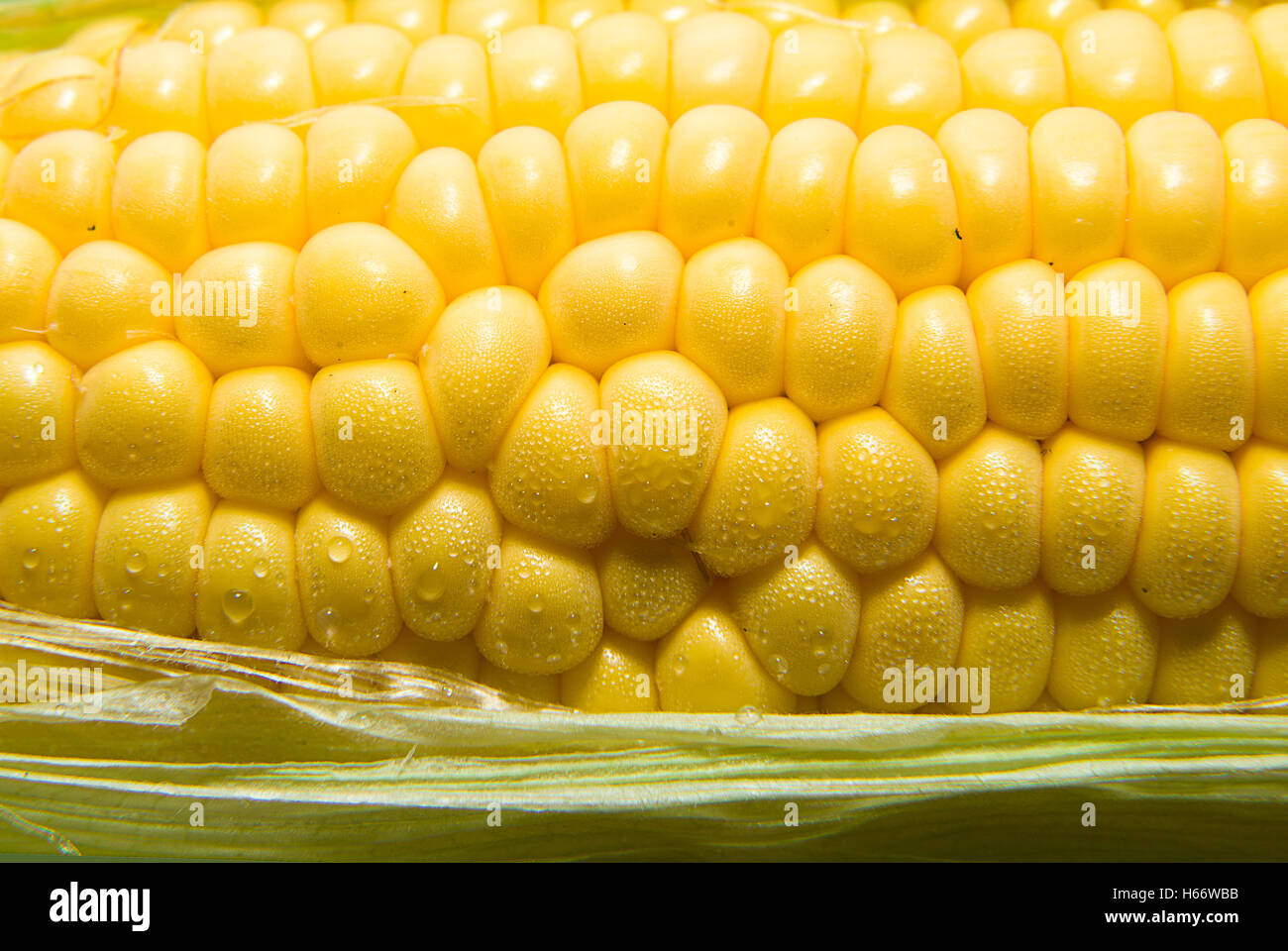 The seeds fruit of the corn. Closeup Stock Photo - Alamy