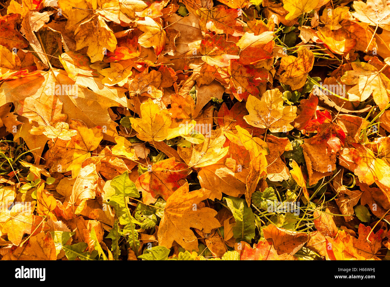 dry fallen leaves in autumn, note shallow depth of field Stock Photo ...