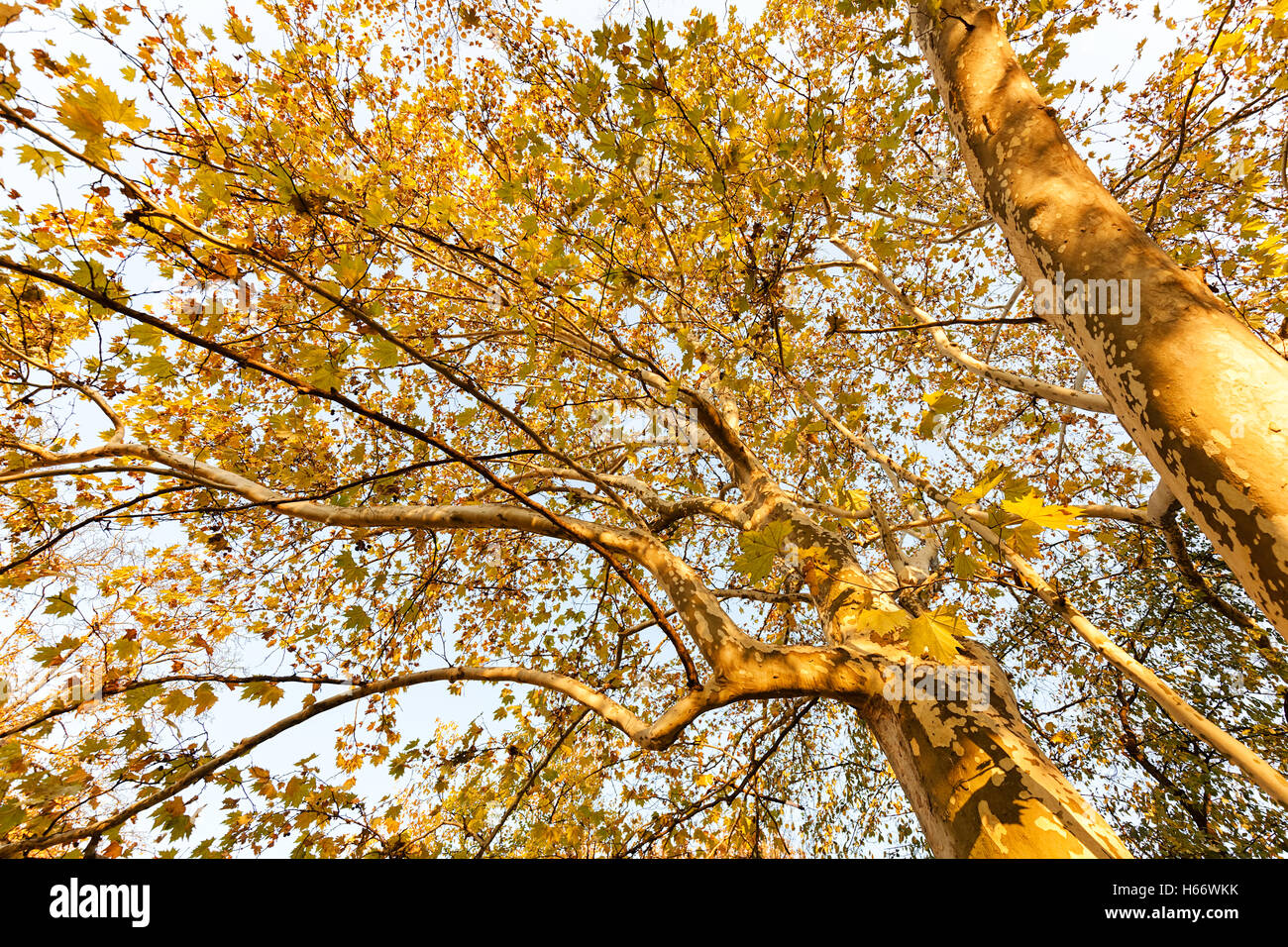 trees in early autumn taken from the "frog perspective", note shallow ...