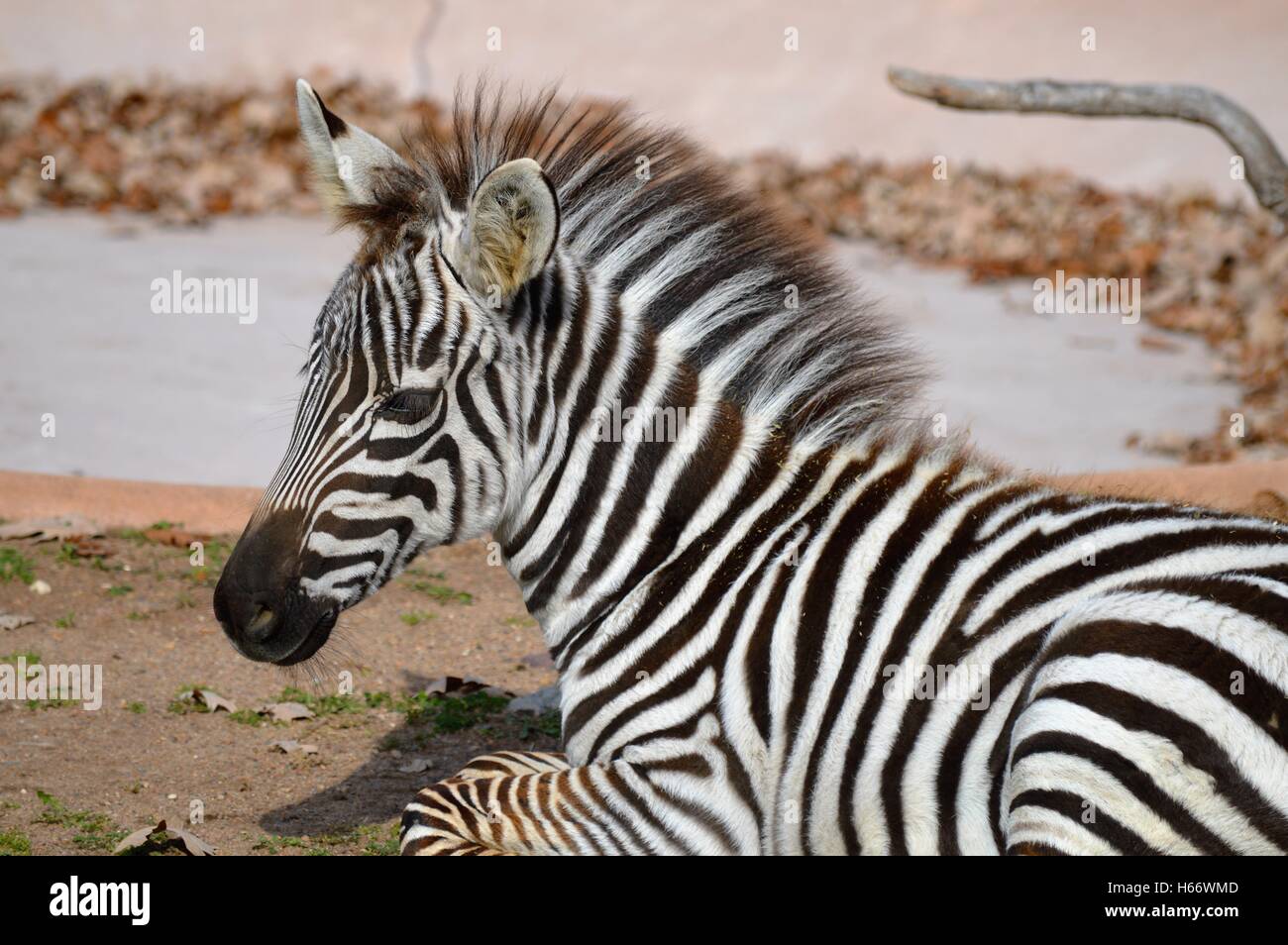 Zebra laying down hi-res stock photography and images - Alamy