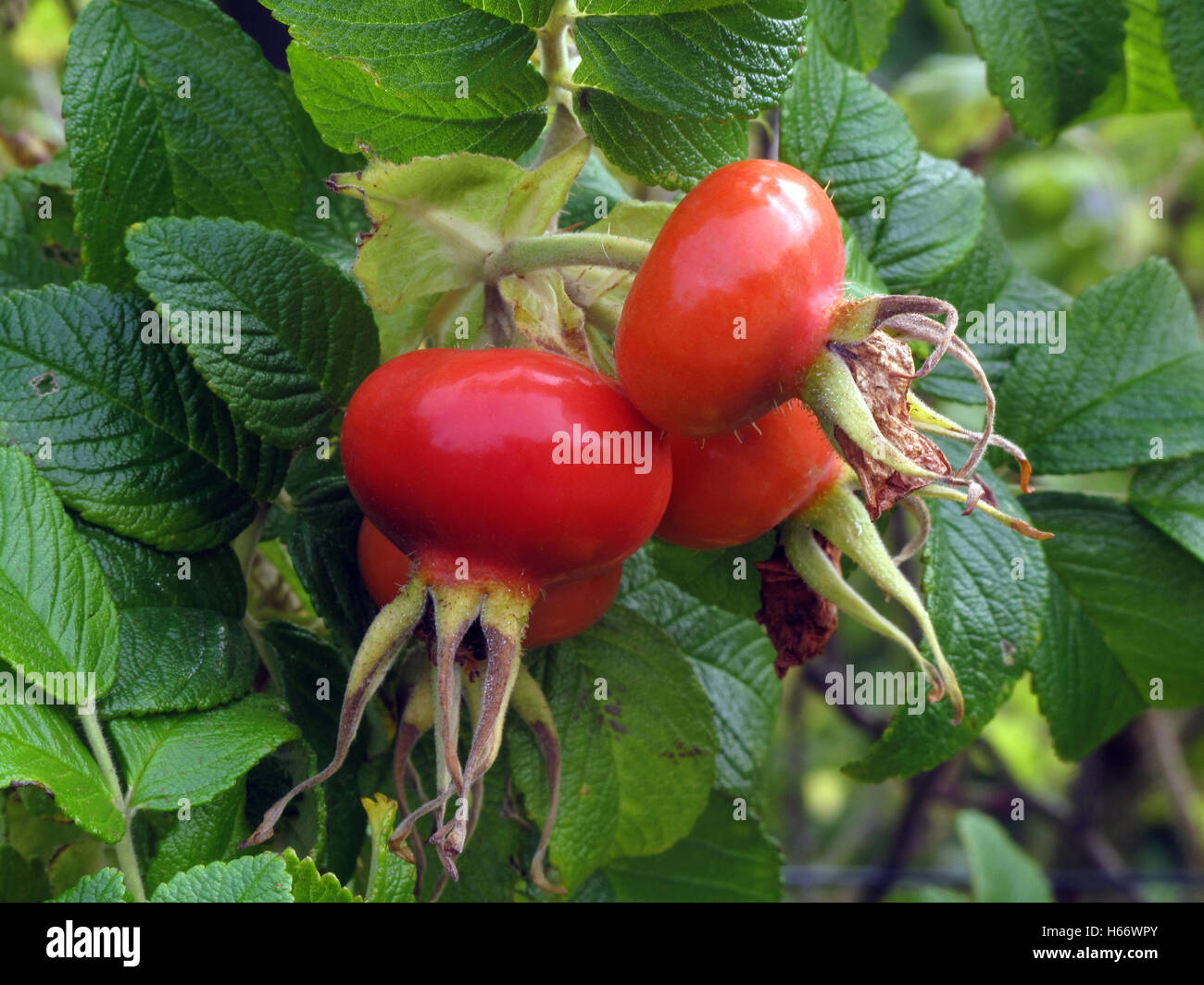Grow rose hips hi-res stock photography and images - Alamy