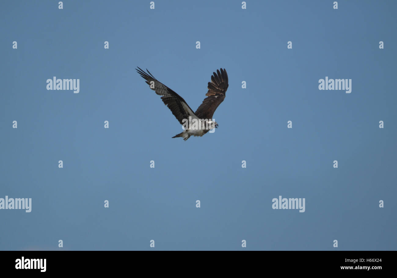Osprey flying in the sky with a blue sky Stock Photo - Alamy