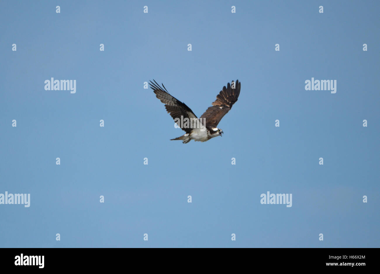 Osprey with his wings spread flying int he sky Stock Photo - Alamy