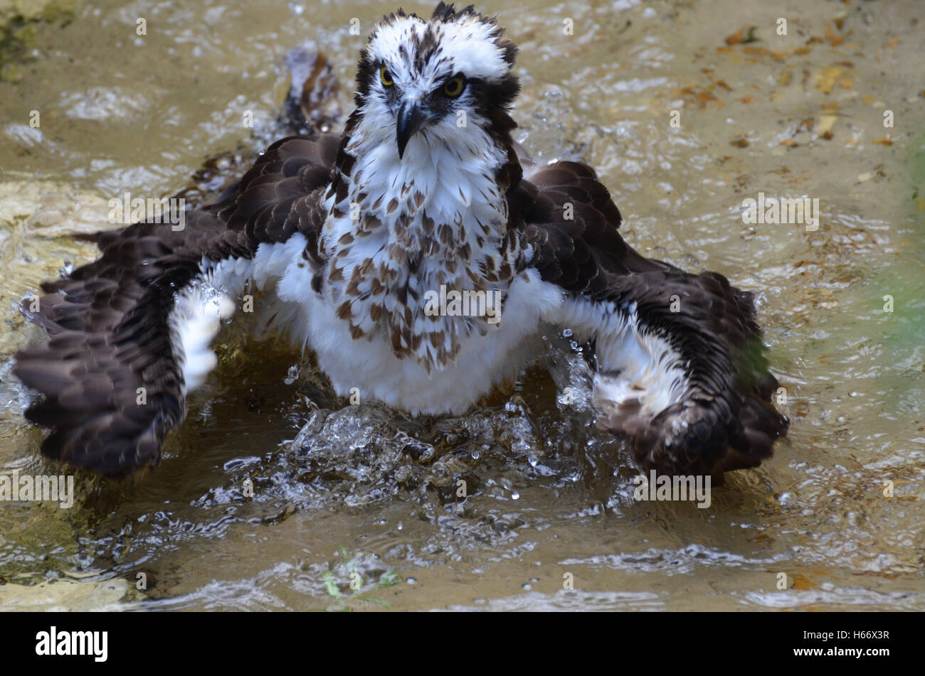 River hawk splashing about in shallow water Stock Photo - Alamy
