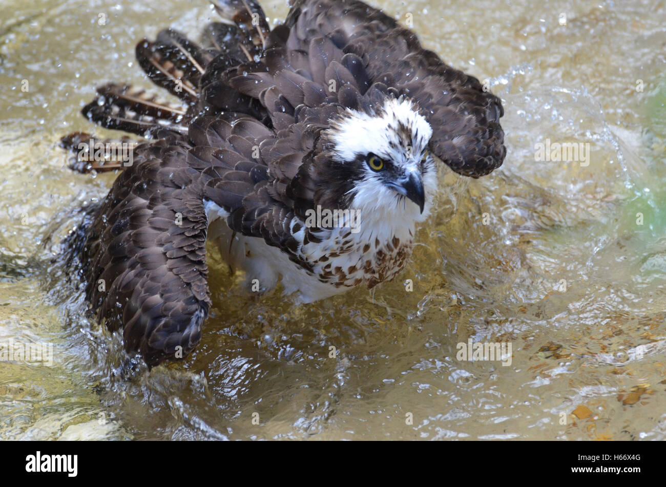 Fish hawk bathing in a pool of shallow water Stock Photo - Alamy