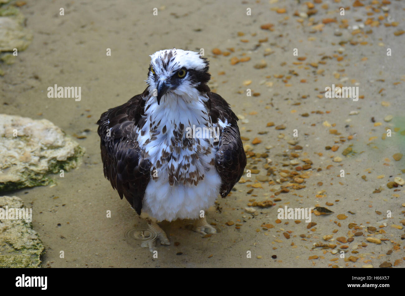 Sea hawk standing in clear shallow water Stock Photo - Alamy