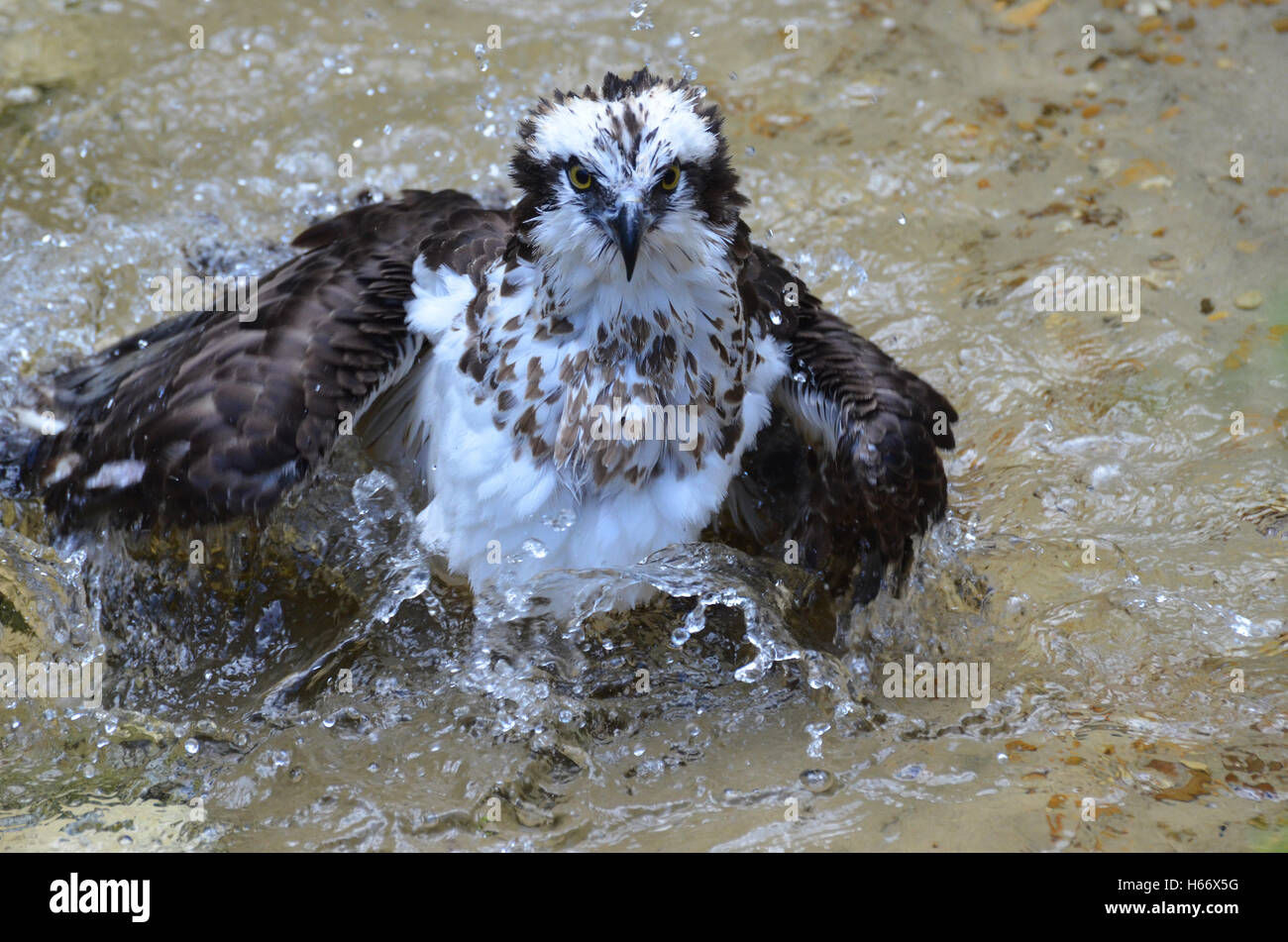 River hawk also known as an osprey bathing in shallow waters Stock ...