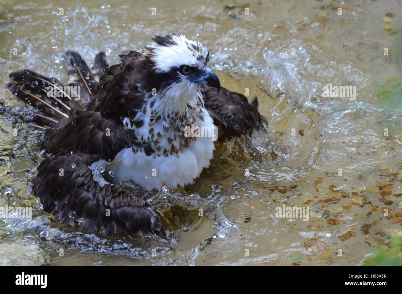 Saw hawk splashing around in shallow water Stock Photo - Alamy