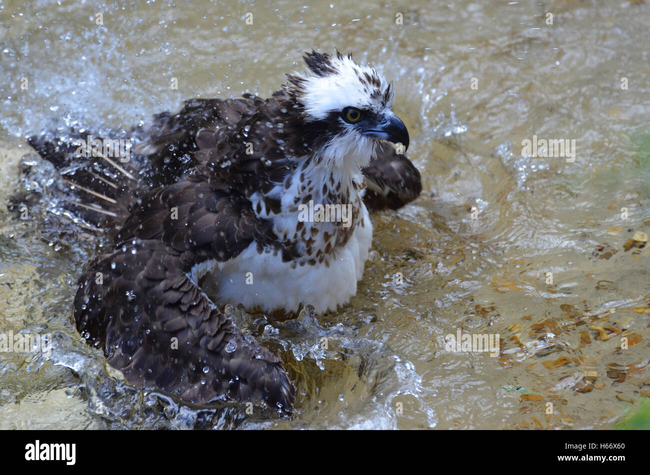 Fish hawk bird splashing in shallow water Stock Photo - Alamy