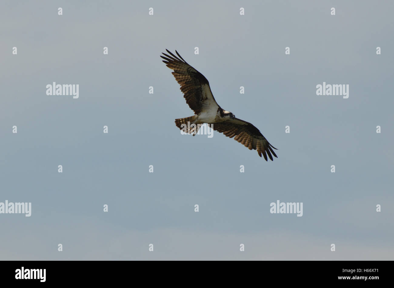 Amazing sea hawk with his wings extended in flight Stock Photo - Alamy