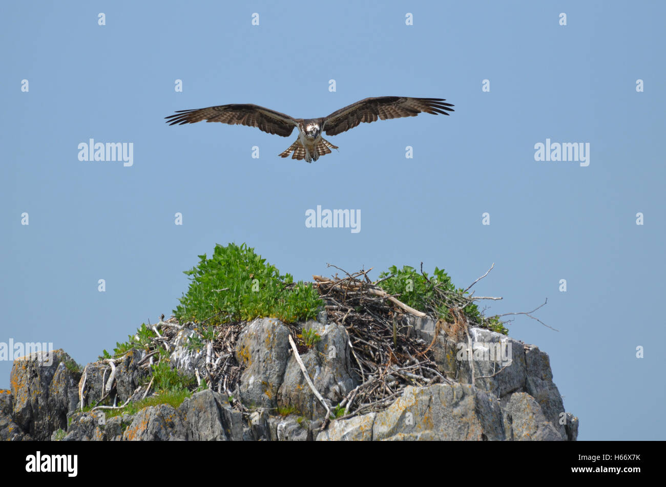 Osprey flying fish over river hi-res stock photography and images - Alamy