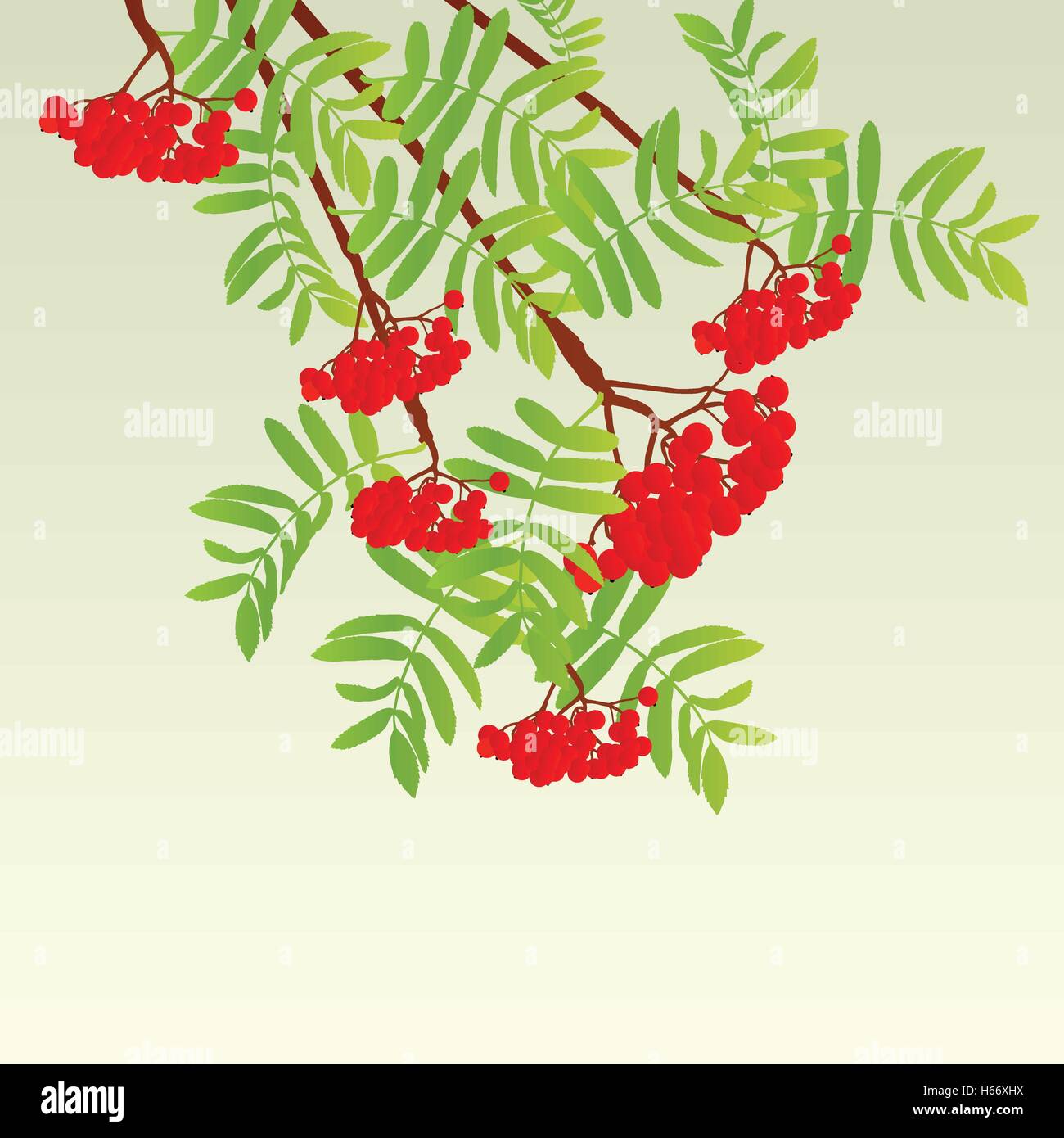 Rowan berries tree branch with leaves autumn vector background vintage ...