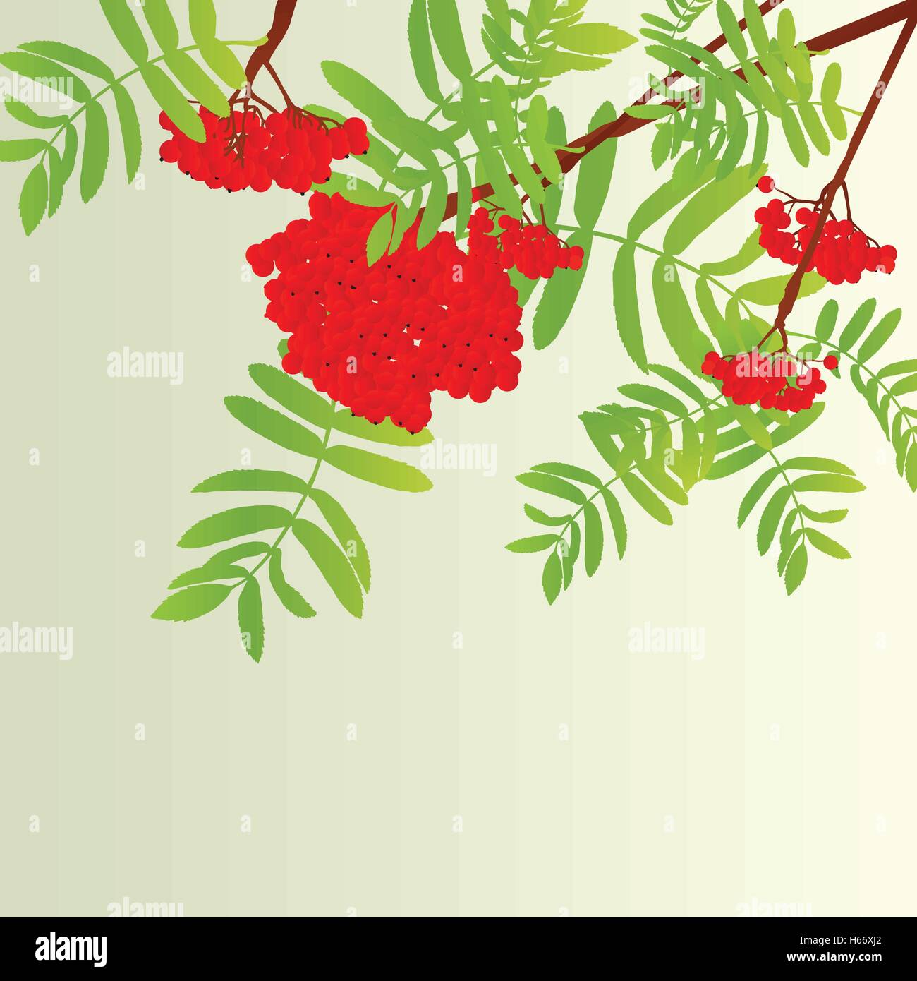 Rowan berries tree branch with leaves autumn vector background vintage ...