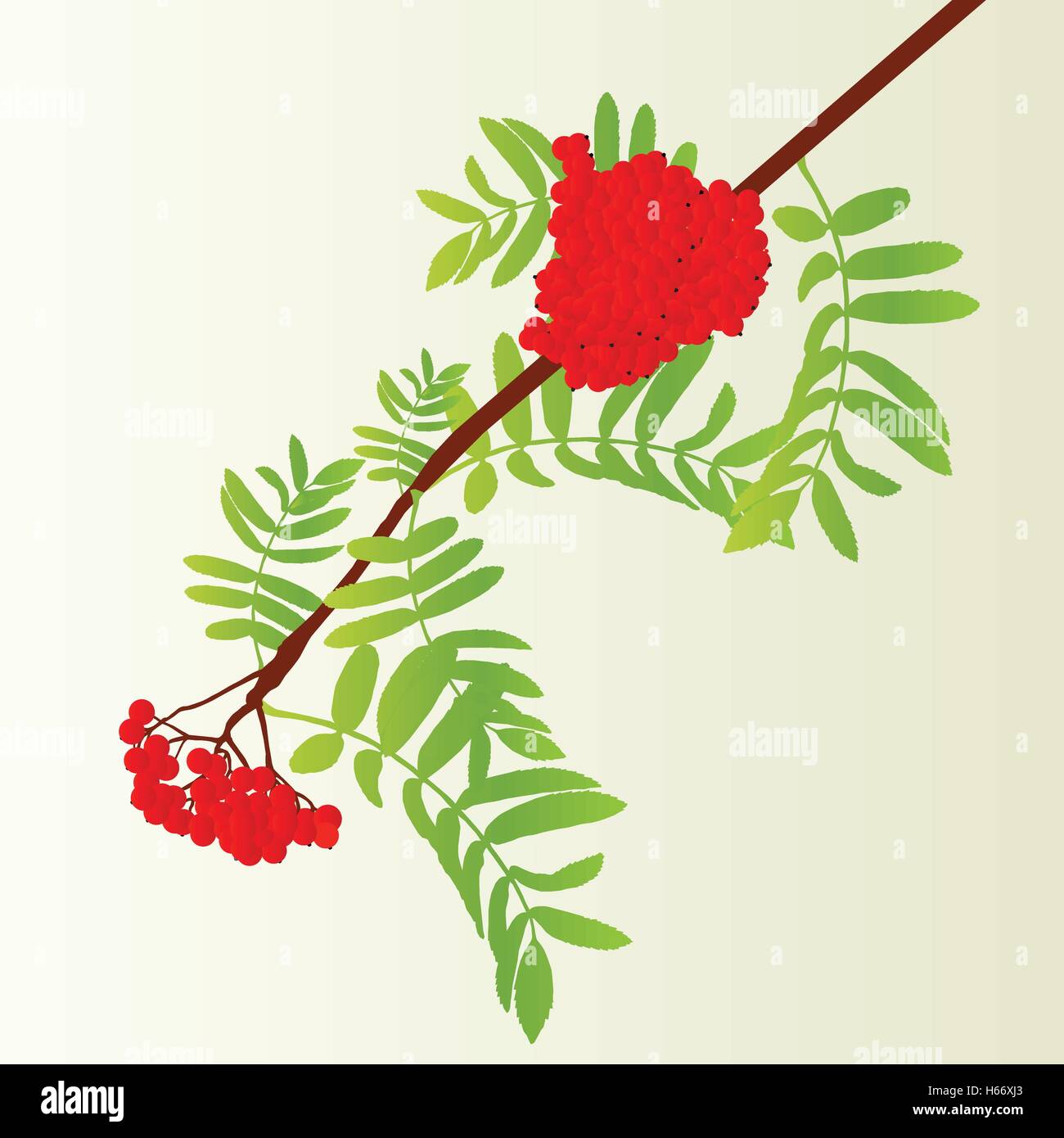 Rowan berries tree branch with leaves autumn vector background vintage ...
