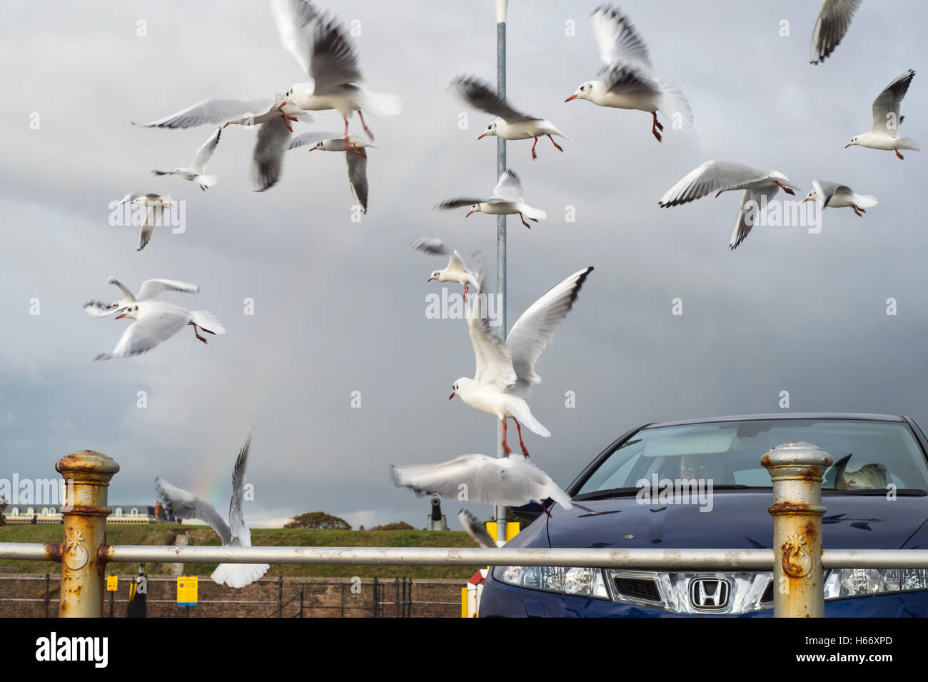 Squabbling hi-res stock photography and images - Alamy