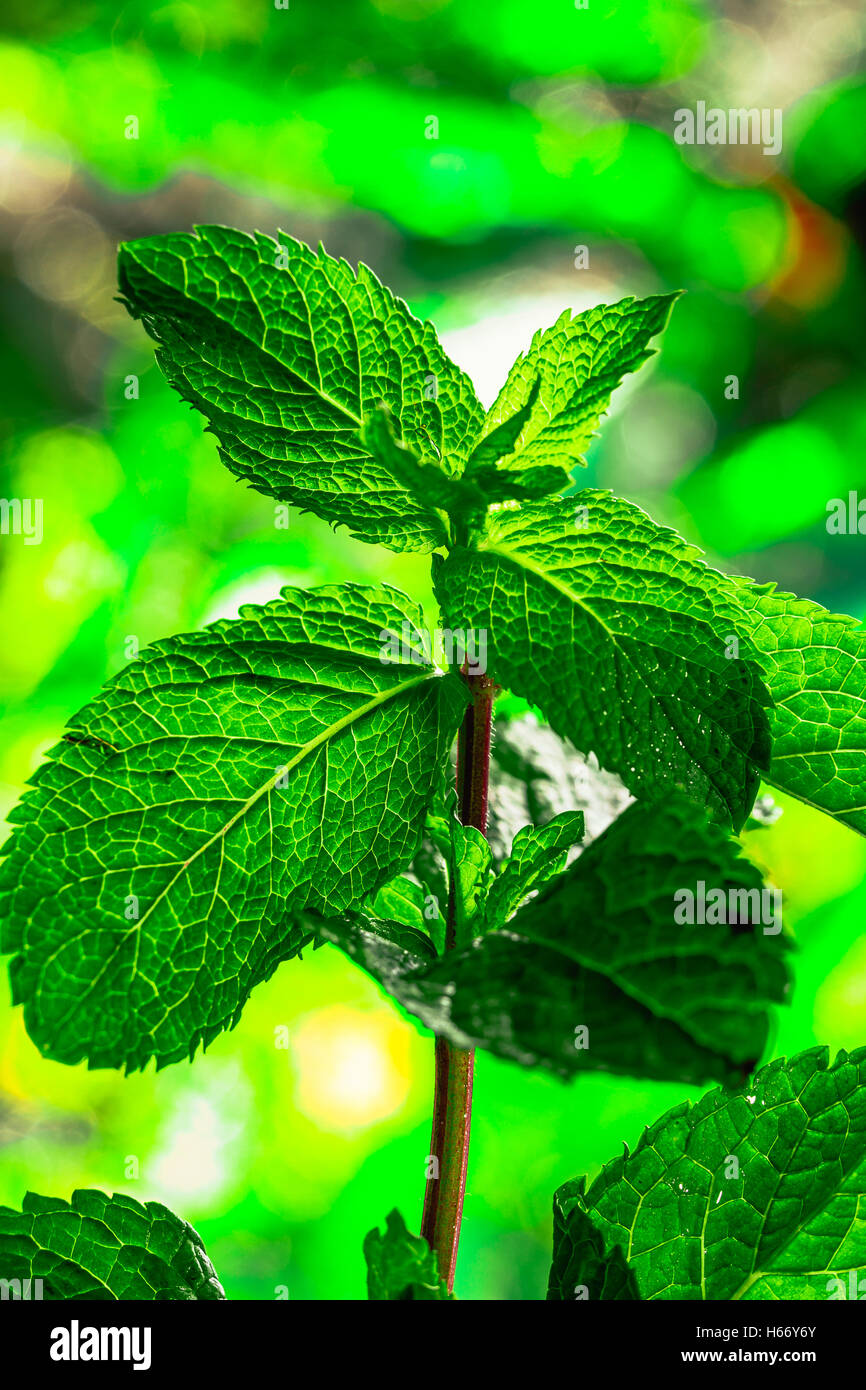 Fresh green mint close-up on a green background Stock Photo - Alamy