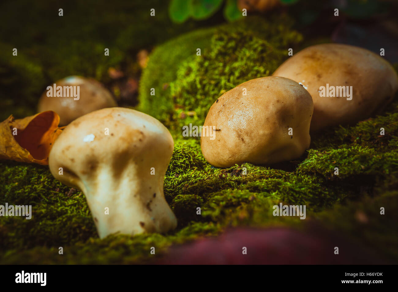 Wet mushroom puffball grows on green moss Stock Photo - Alamy