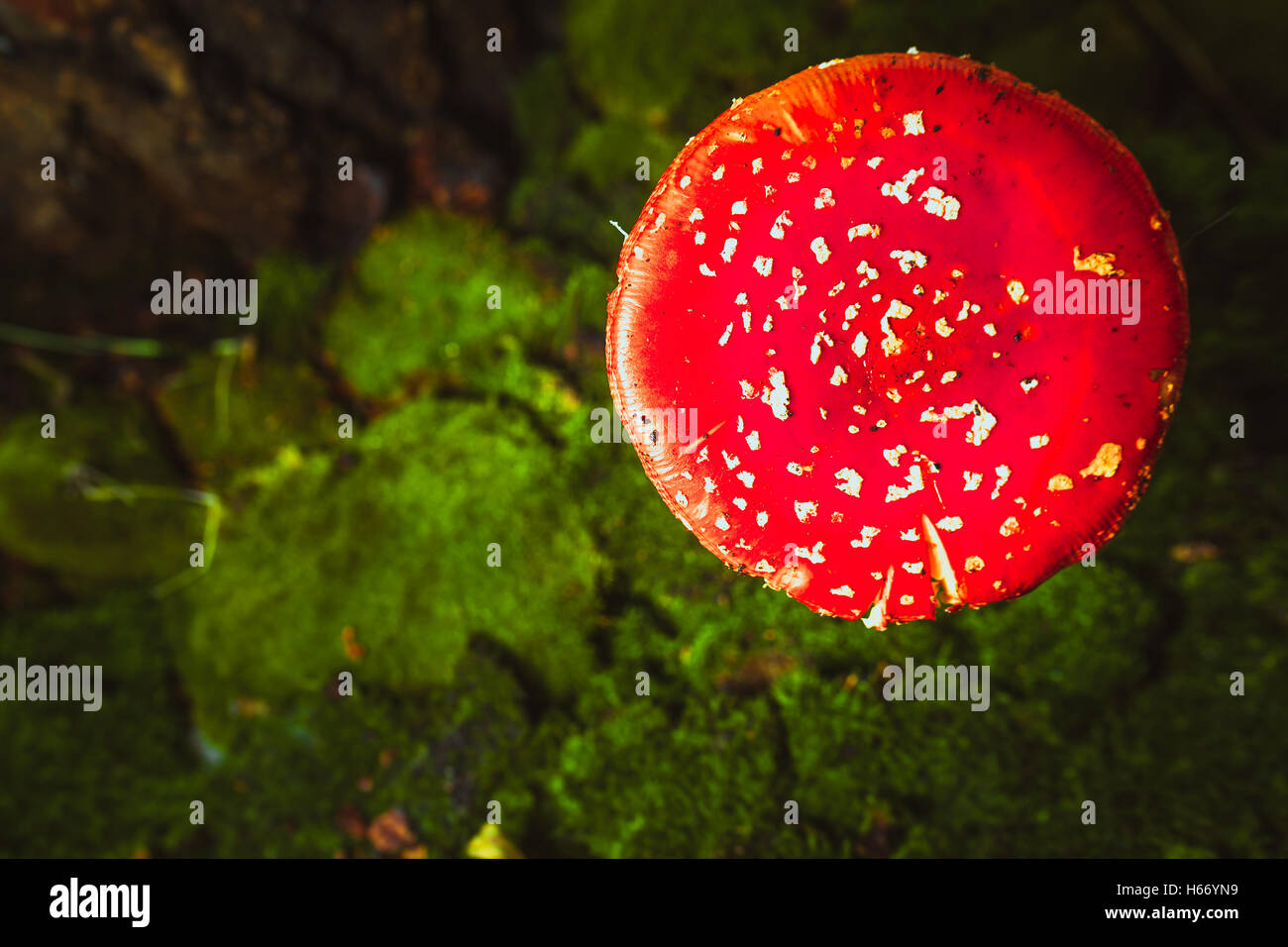 beautiful red with white spots mushroom on moss Stock Photo - Alamy