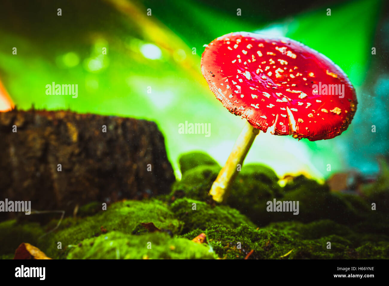 beautiful red with white spots mushroom on moss Stock Photo - Alamy