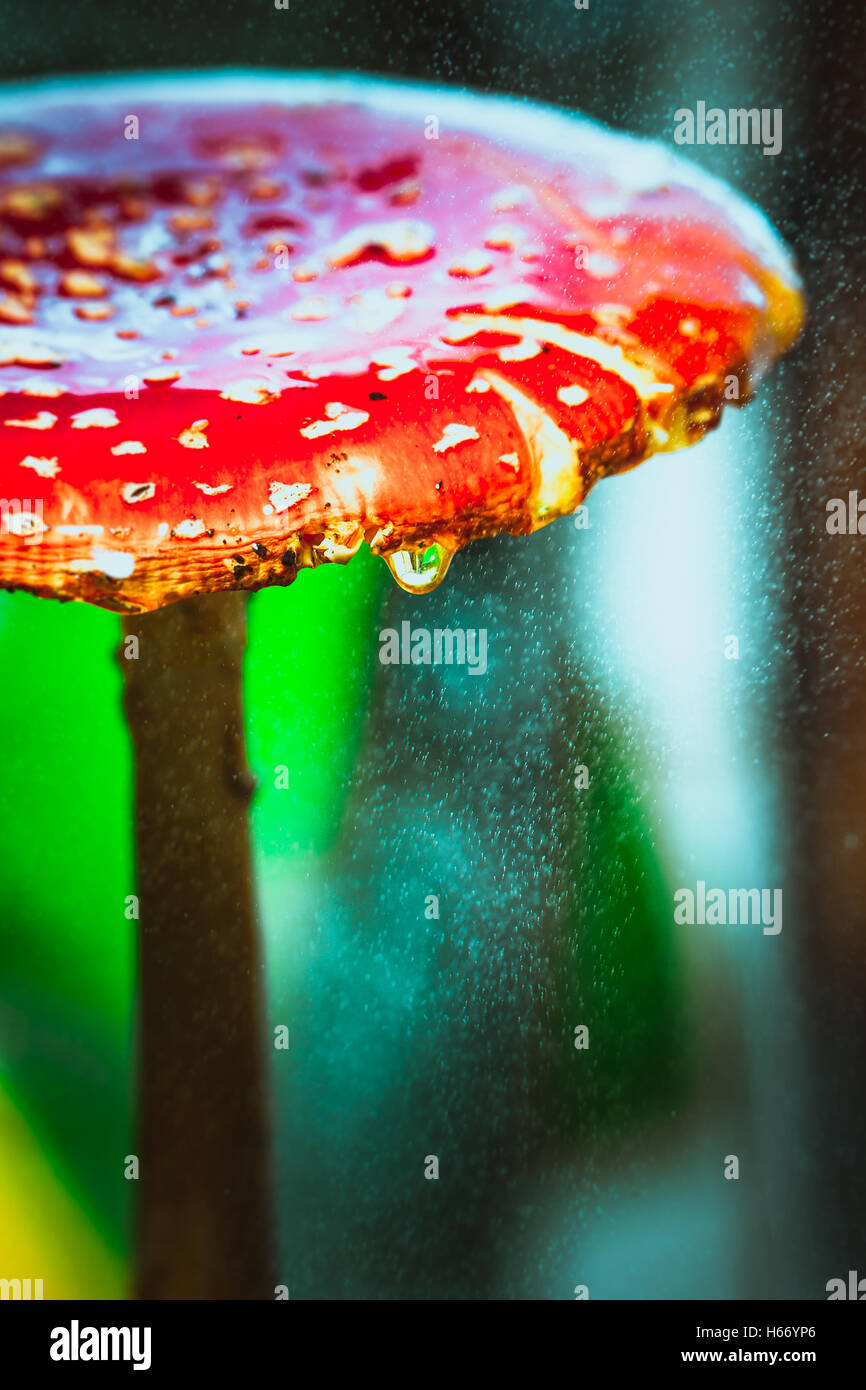 beautiful red with white spots mushroom on moss Stock Photo - Alamy