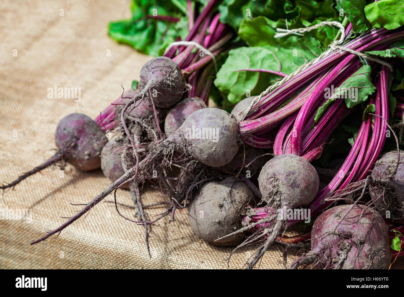 Beetroot plant hi-res stock photography and images - Alamy