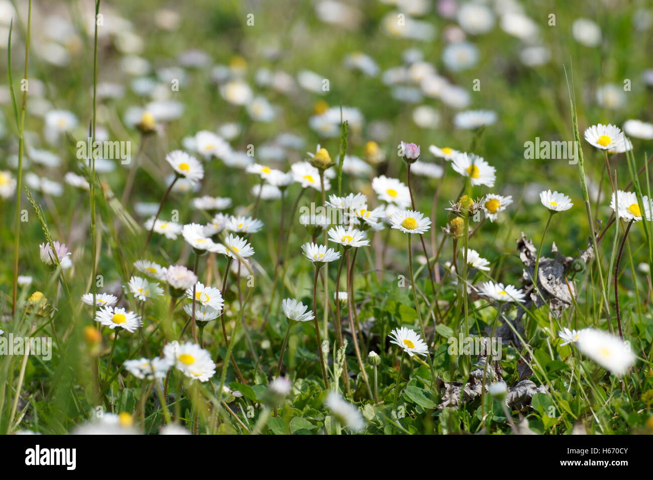 Daisies field hi-res stock photography and images - Alamy