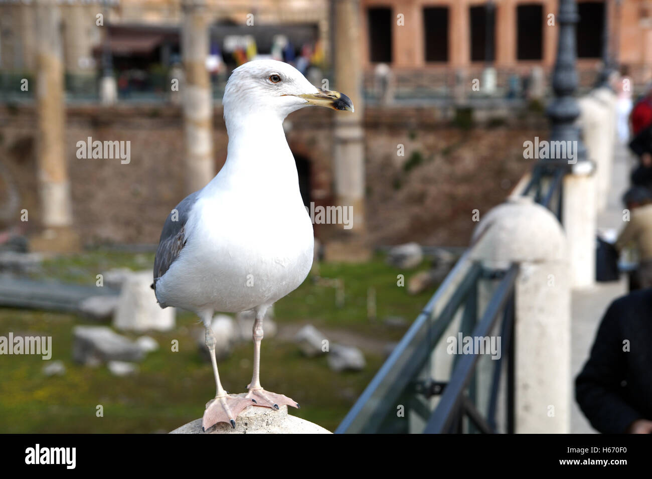 Seagull feather isolated hi-res stock photography and images - Alamy