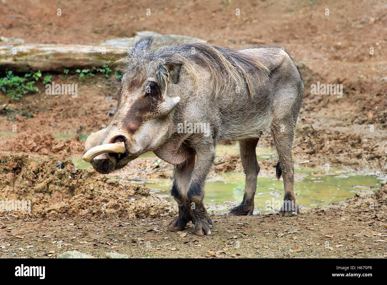 Adult warthog digging in the mud puddle Stock Photo - Alamy