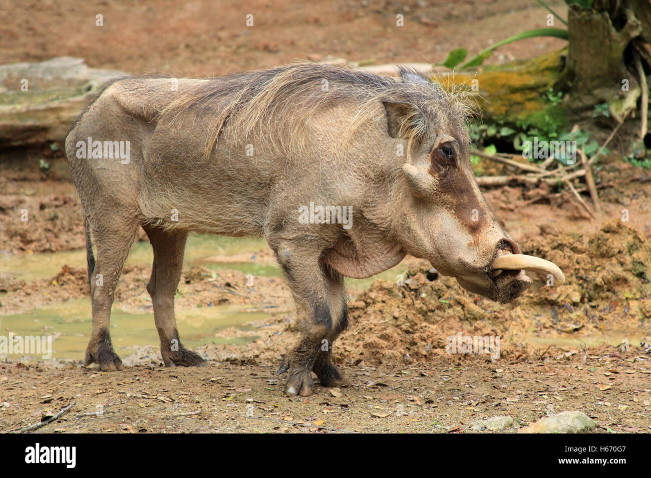 Adult warthog digging in the mud puddle Stock Photo - Alamy