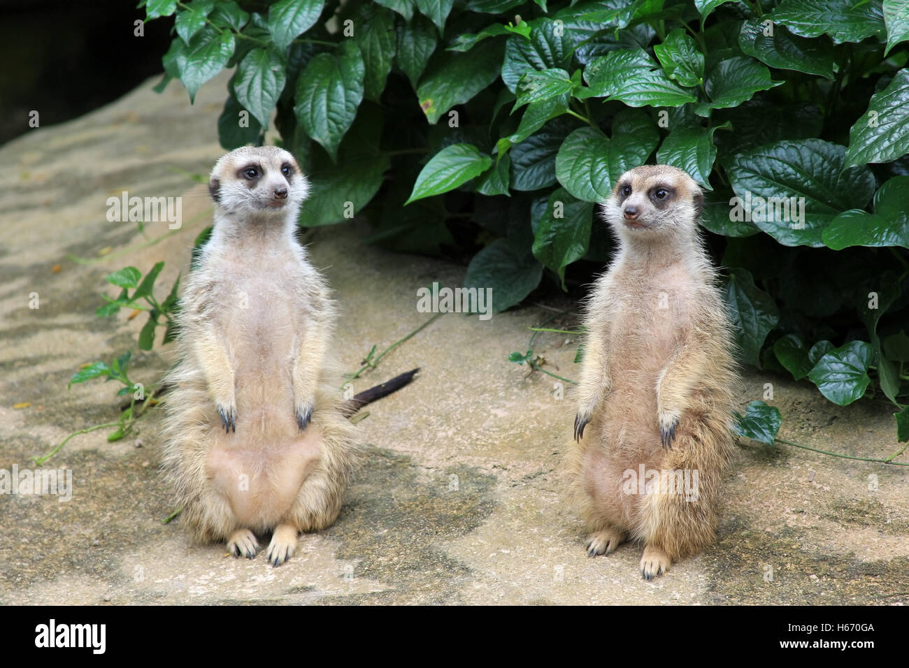 Suricate is a small mongoose hi-res stock photography and images - Alamy