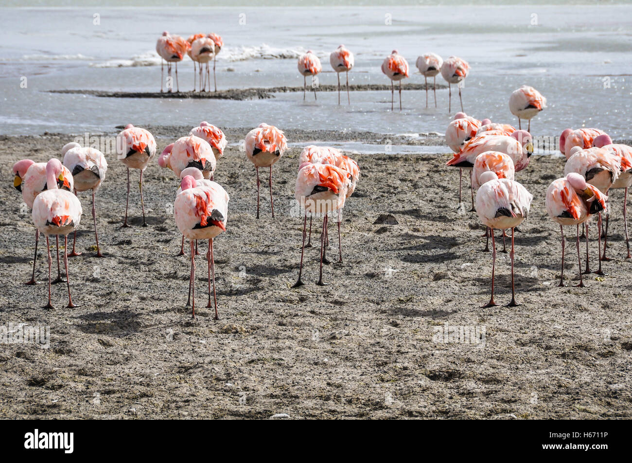 Flamingo group in a colorful lagoon in the High Andean Plateau desert ...