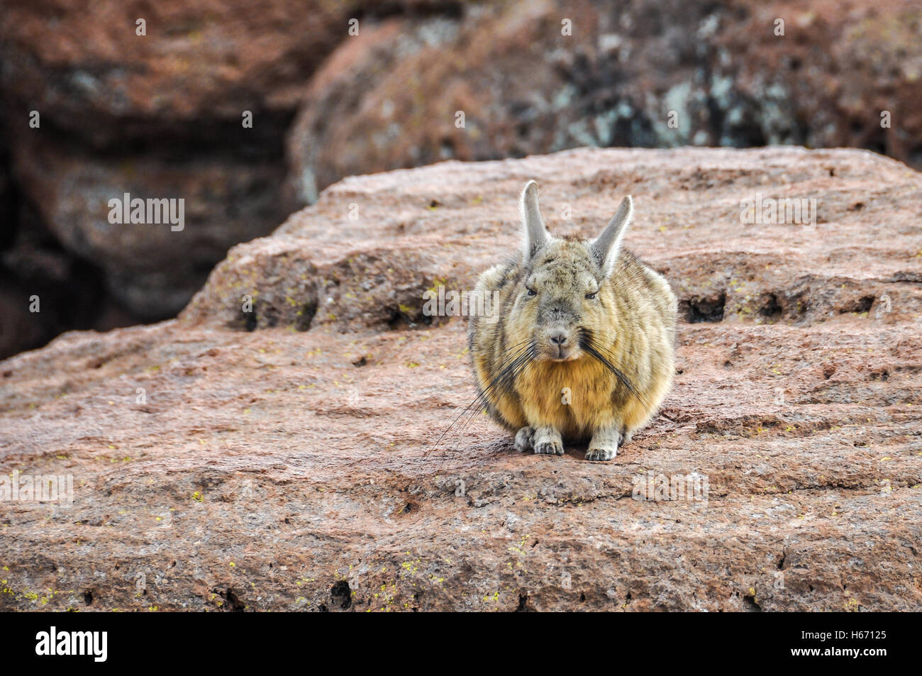 Cute viscacha in the High Andean Plateau desert in Bolivia Stock Photo ...
