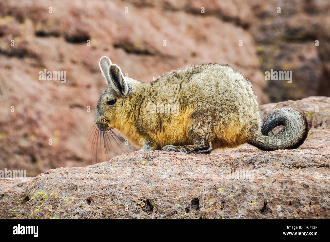 Andean rodent hi-res stock photography and images - Alamy