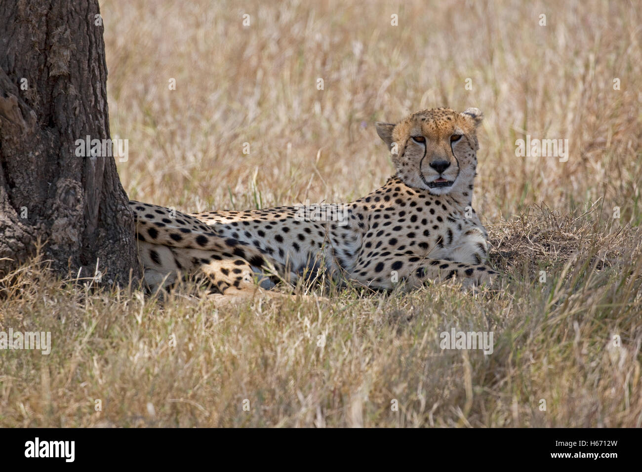Solitary cheetah resting in shade under tree Masai Mara Kenya Stock ...