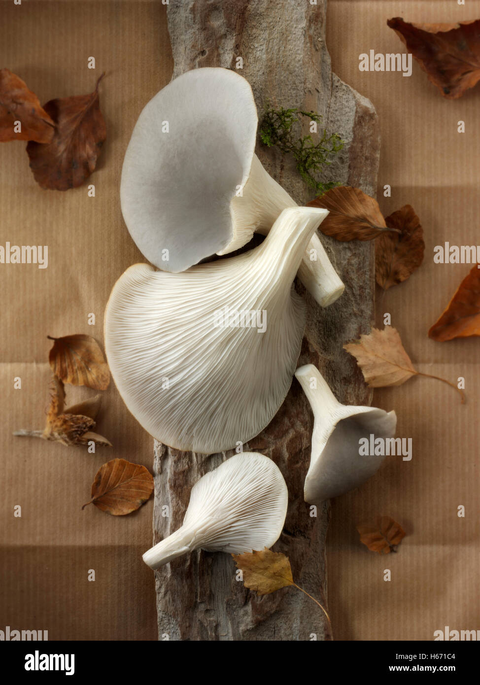 Fresh picked raw grey oyster mushrooms, Pleurotus ostreatus, uncooked ...