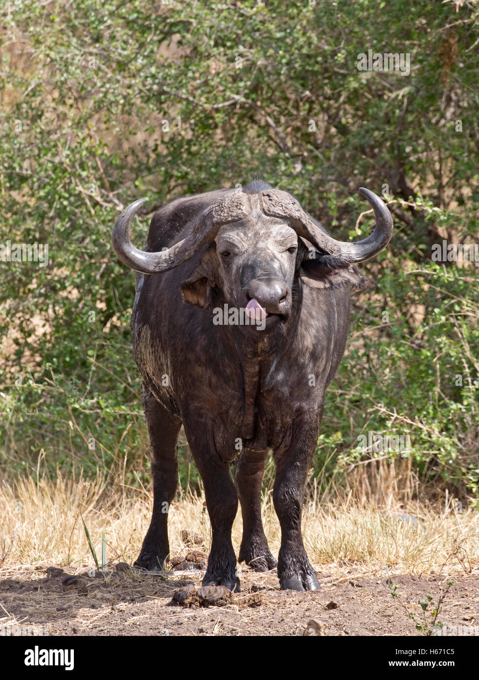 Single buffalo hi-res stock photography and images - Alamy